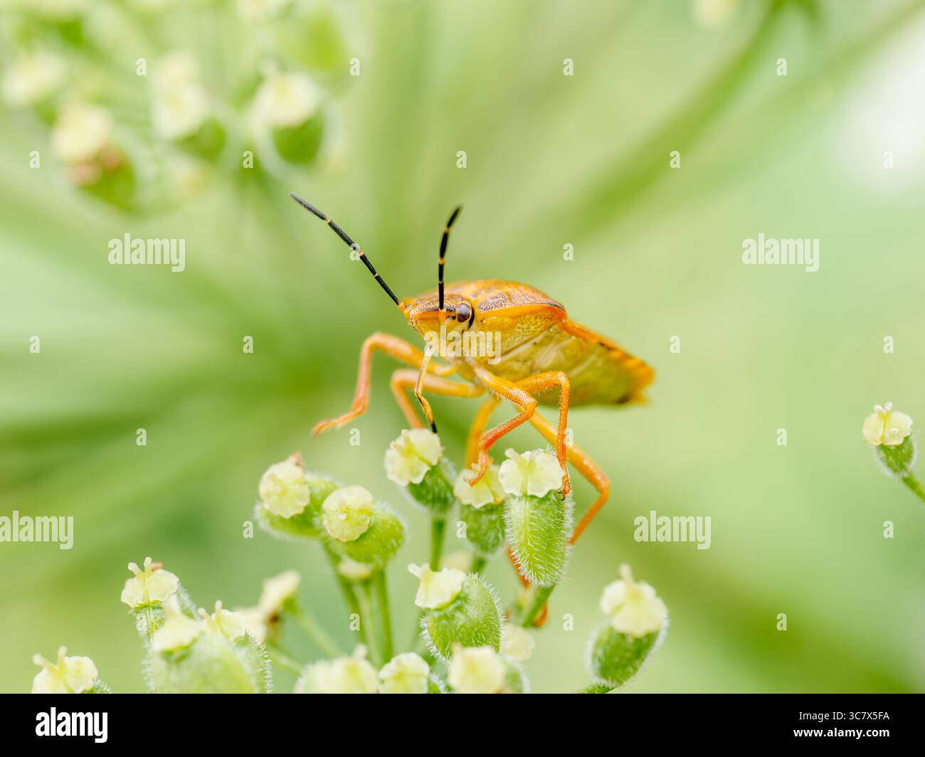 Macro frontal photograph of Carpocoris purpureipennis, a brightly ...