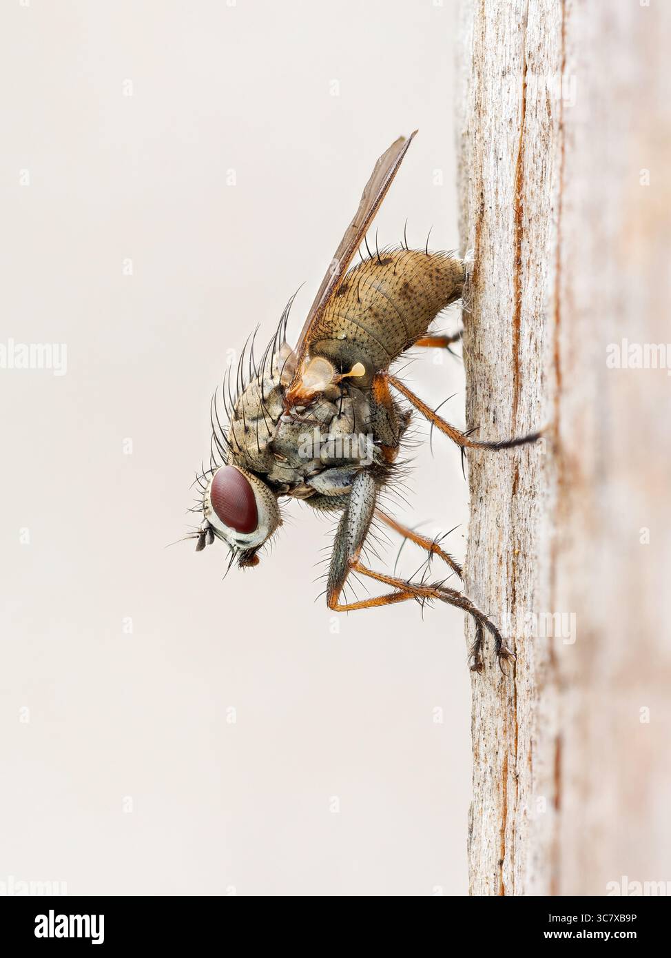 Lateral macro view of Coenosia tigrina, a small predatory fly species ...