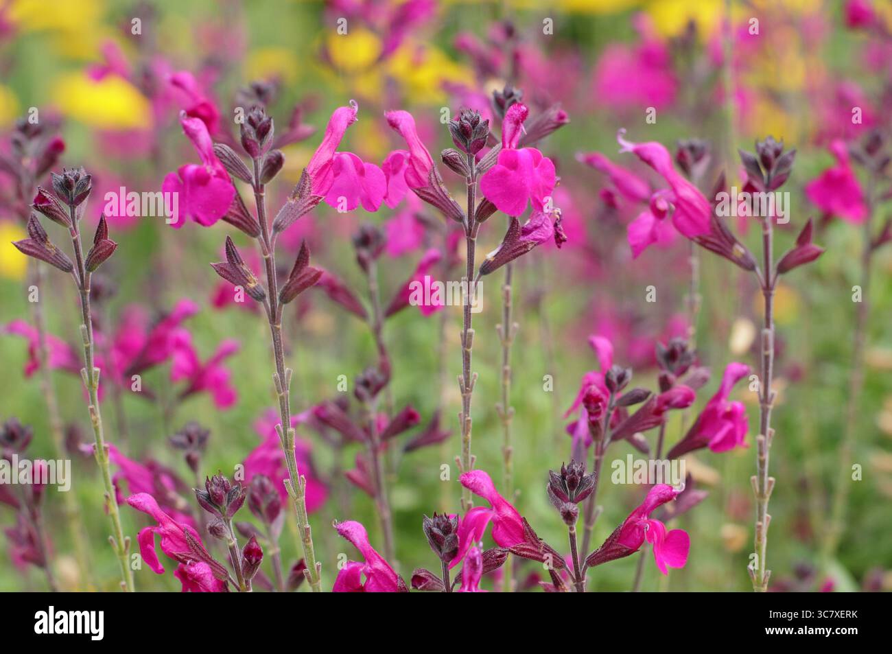 Raspberry Salvia × jamensis 'Raspberry Royale'. Also called Salvia greggii 'Raspberry Royal' and ...