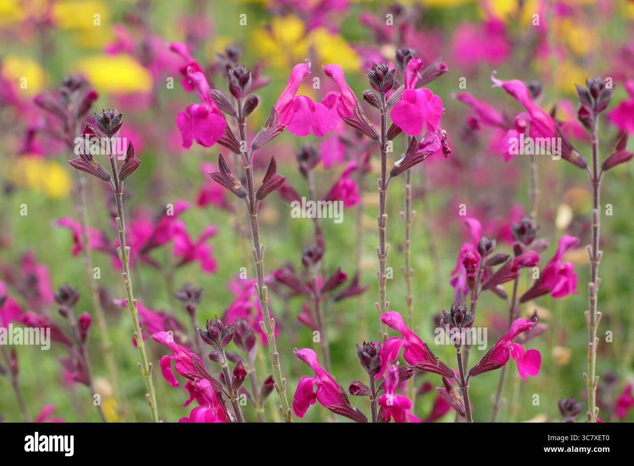Raspberry Salvia × jamensis 'Raspberry Royale'. Also called Salvia ...