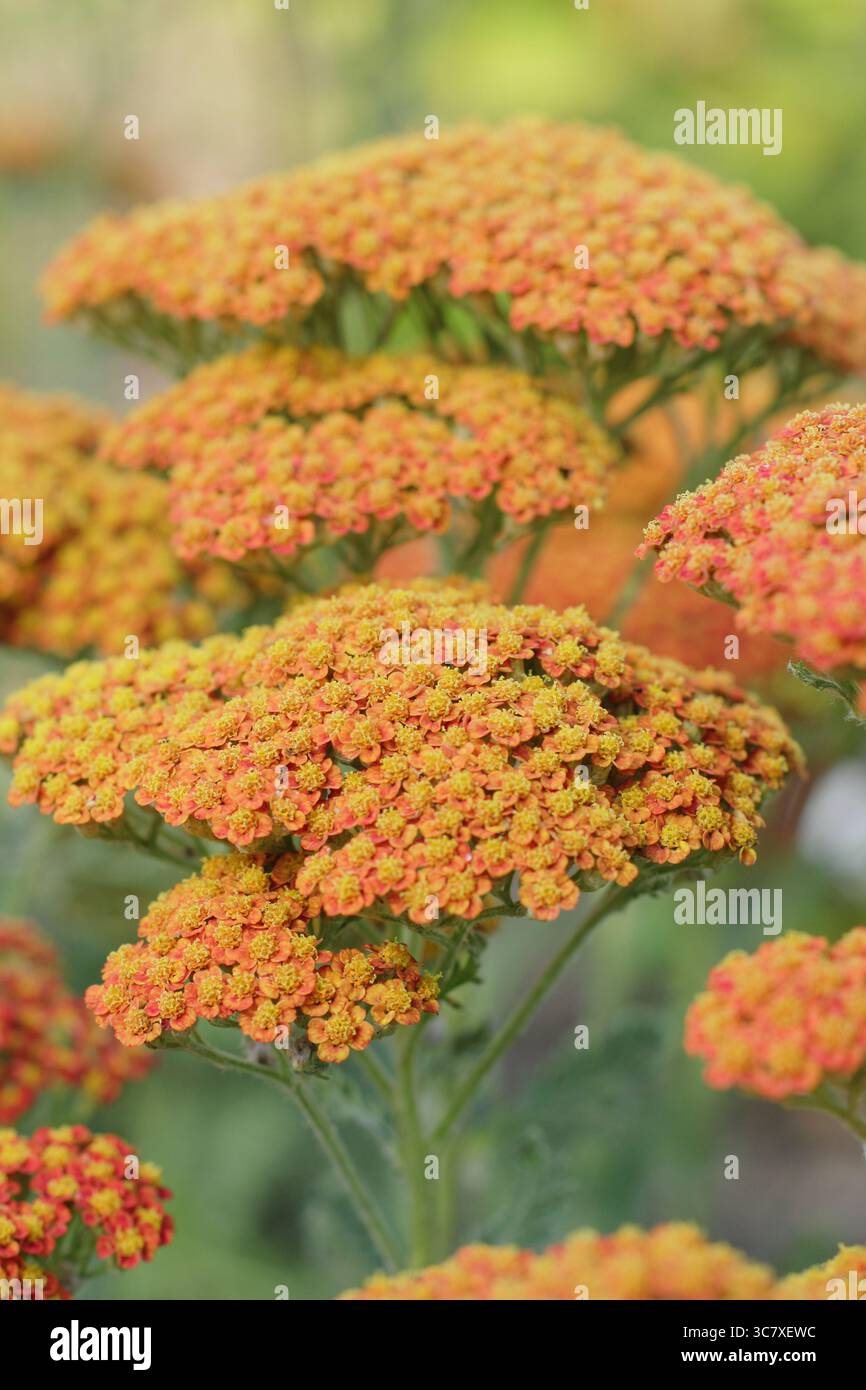 Achillea sassy summer series hi-res stock photography and images - Alamy