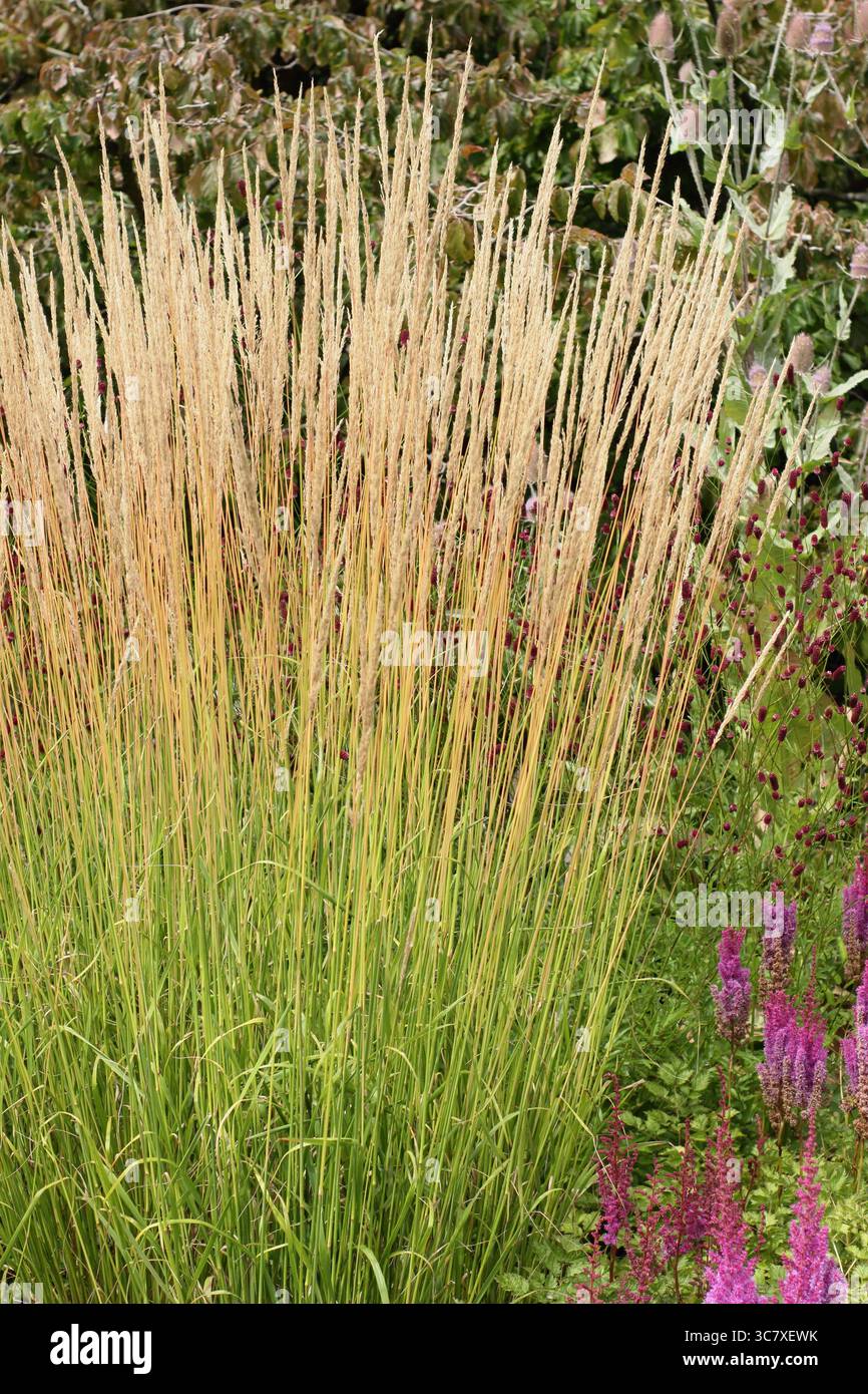 Calamagrostis x acutiflora 'Waldenbuch', feather reed grass. Ornamental ...
