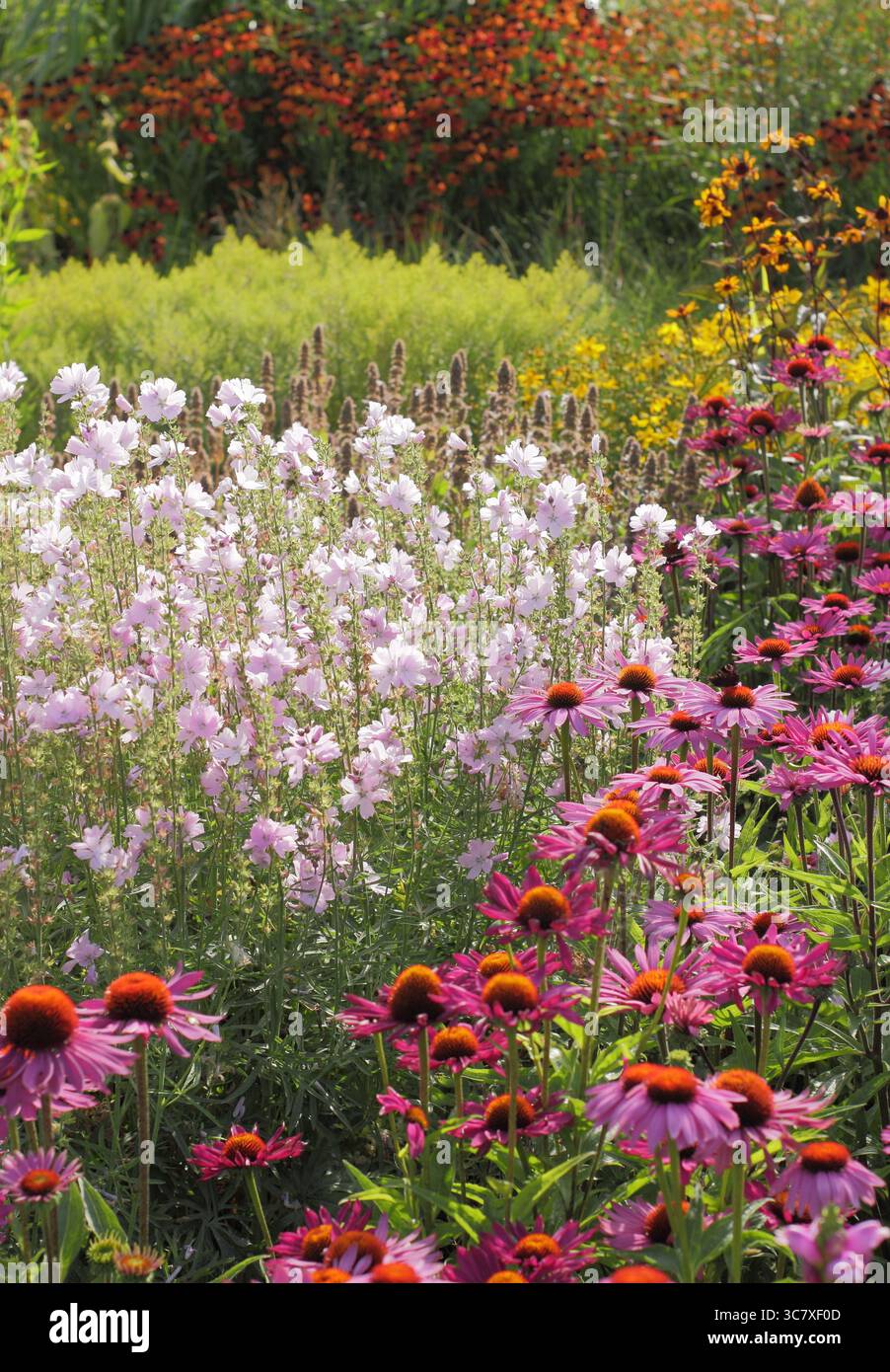 Summer border cerise echinacea Magnus Superior(front), Sidalcea Elsie ...