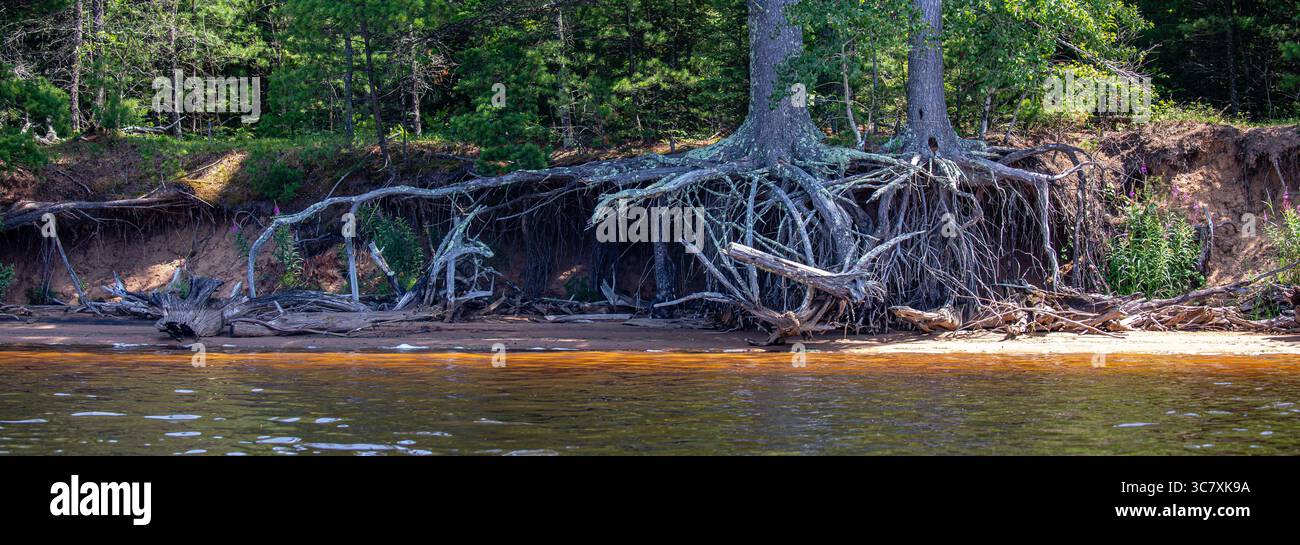 Pine tree roots showing from water erosion on the Wisconsin River ...