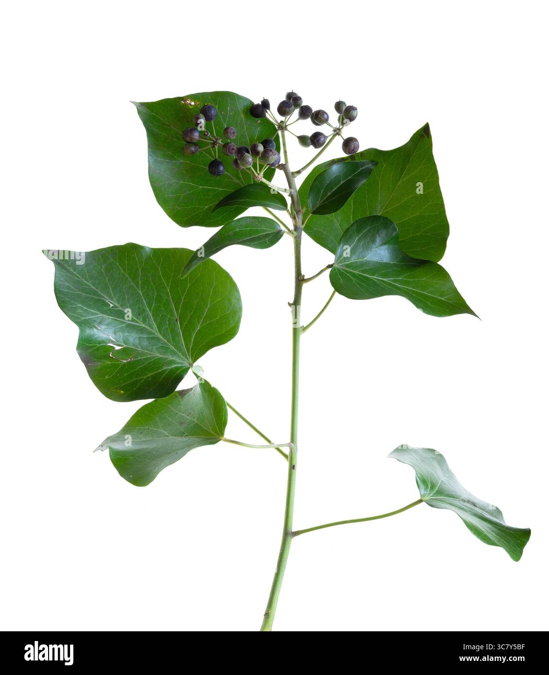 A common ivy (Hedera helix) vine, leaves and fruit berries. The palmate ...