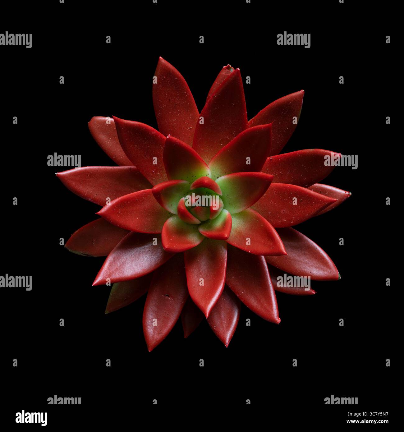 Agave rosette hi-res stock photography and images - Alamy