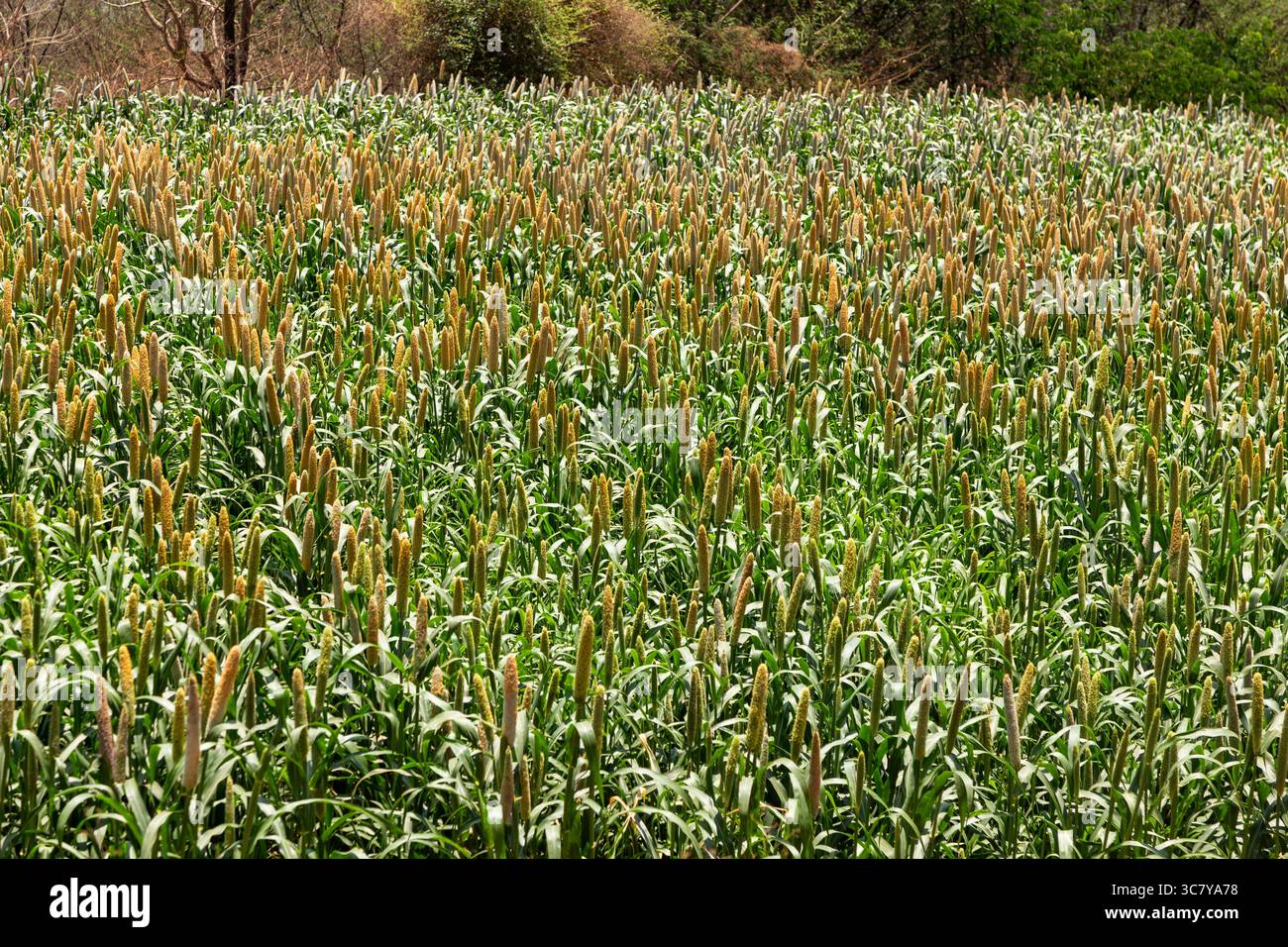 Vibrant pearl millet (bajra) field in full bloom under natural daylight ...
