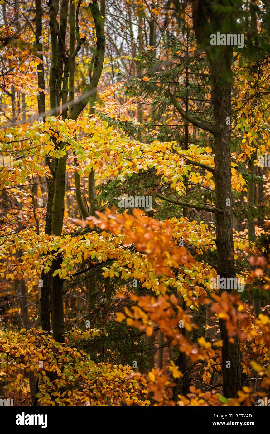 View from Inside an Autumn Deciduous Forest with Colorful Branches ...
