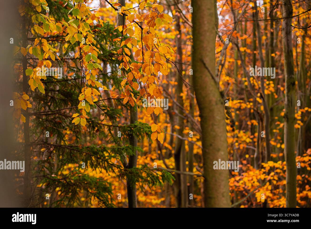 Fall foliage on branch hi-res stock photography and images - Alamy