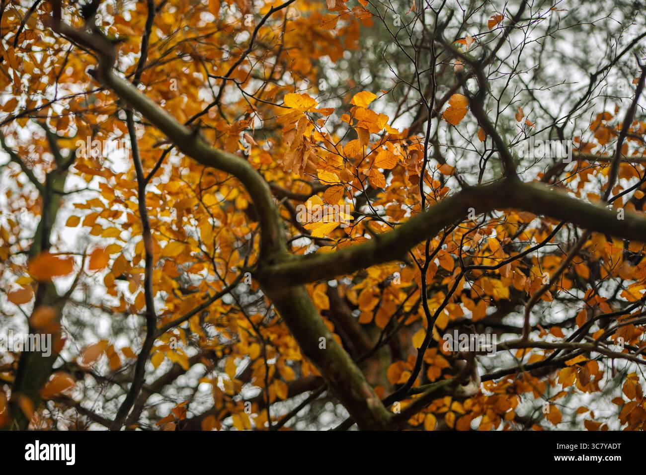 Floor full of leaves hi-res stock photography and images - Alamy