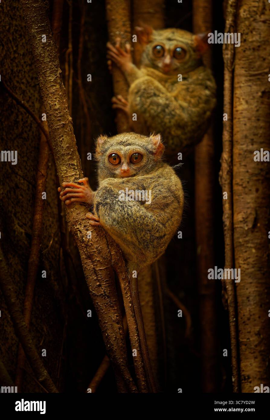 Tangkasi hi-res stock photography and images - Alamy