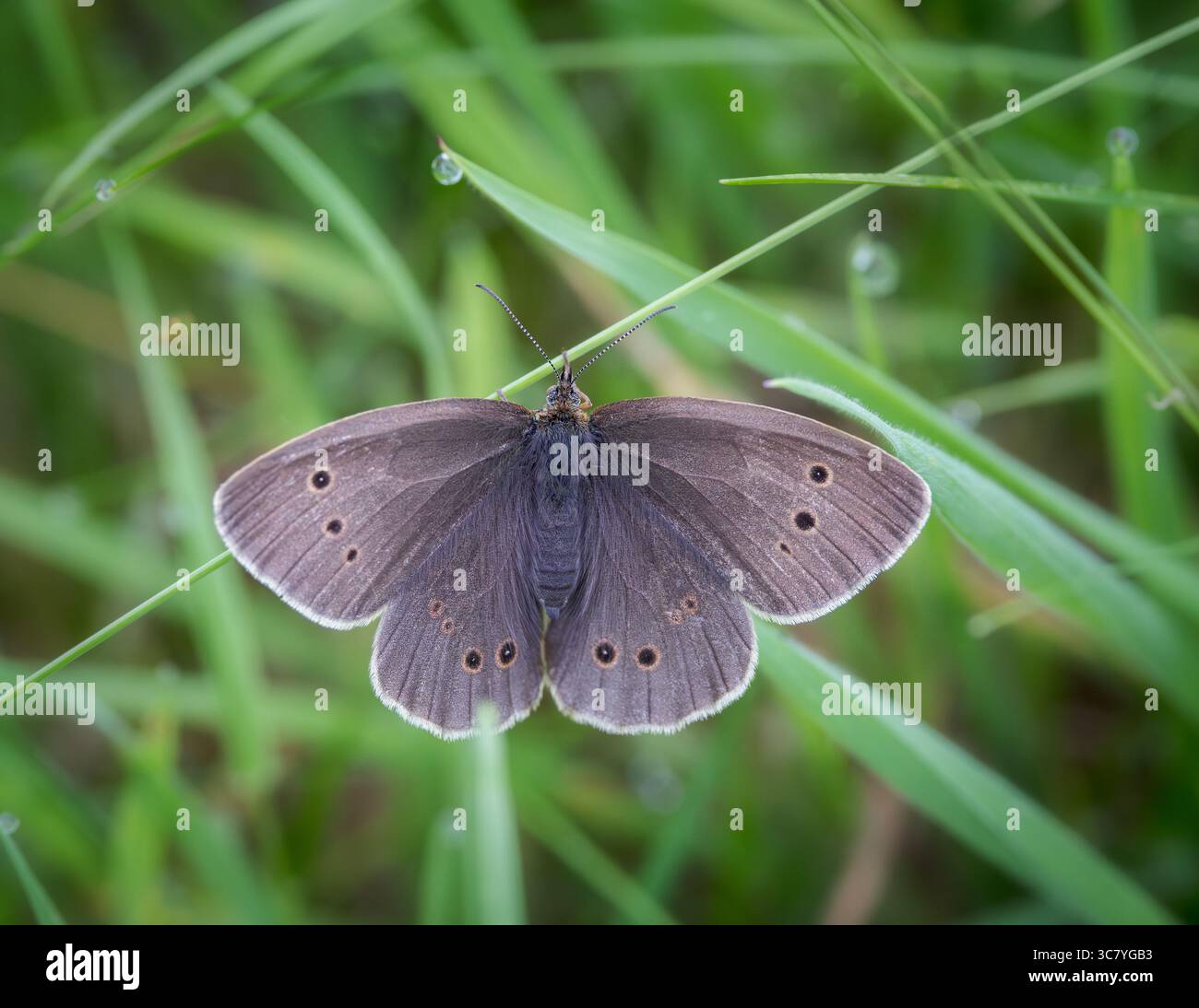 Ringlet Butterfly [ Aphantopus hyperantus ] Female on grass stemwith ...