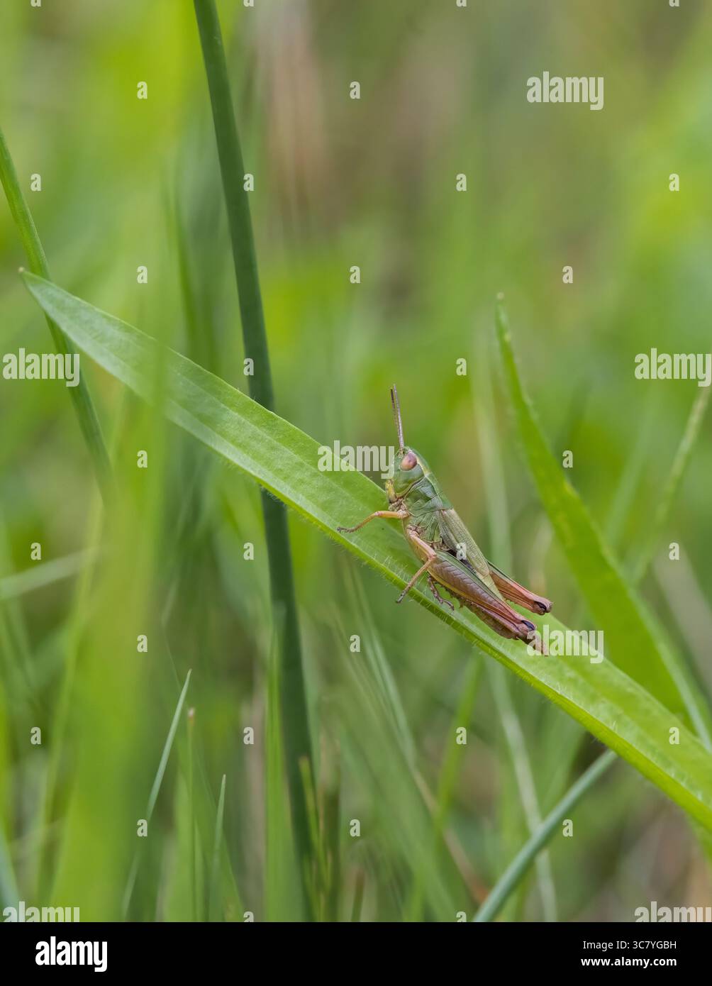 Meadow Grasshopper [ Pseudochorthippus parallelus ] UK Stock Photo - Alamy