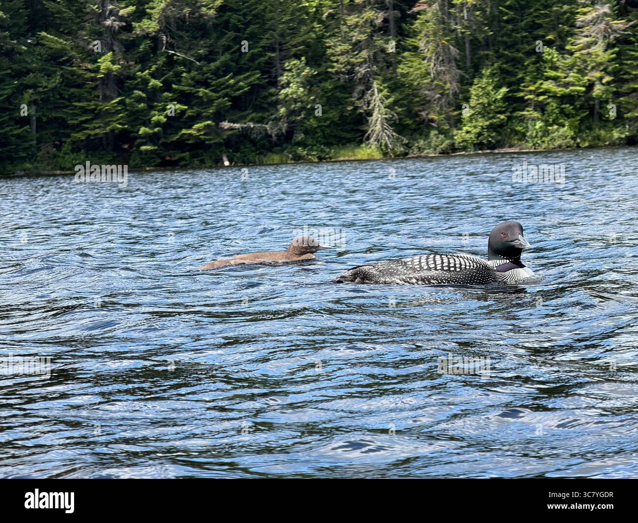 Family of common loon or great northern diver (Gavia immer Stock Photo ...