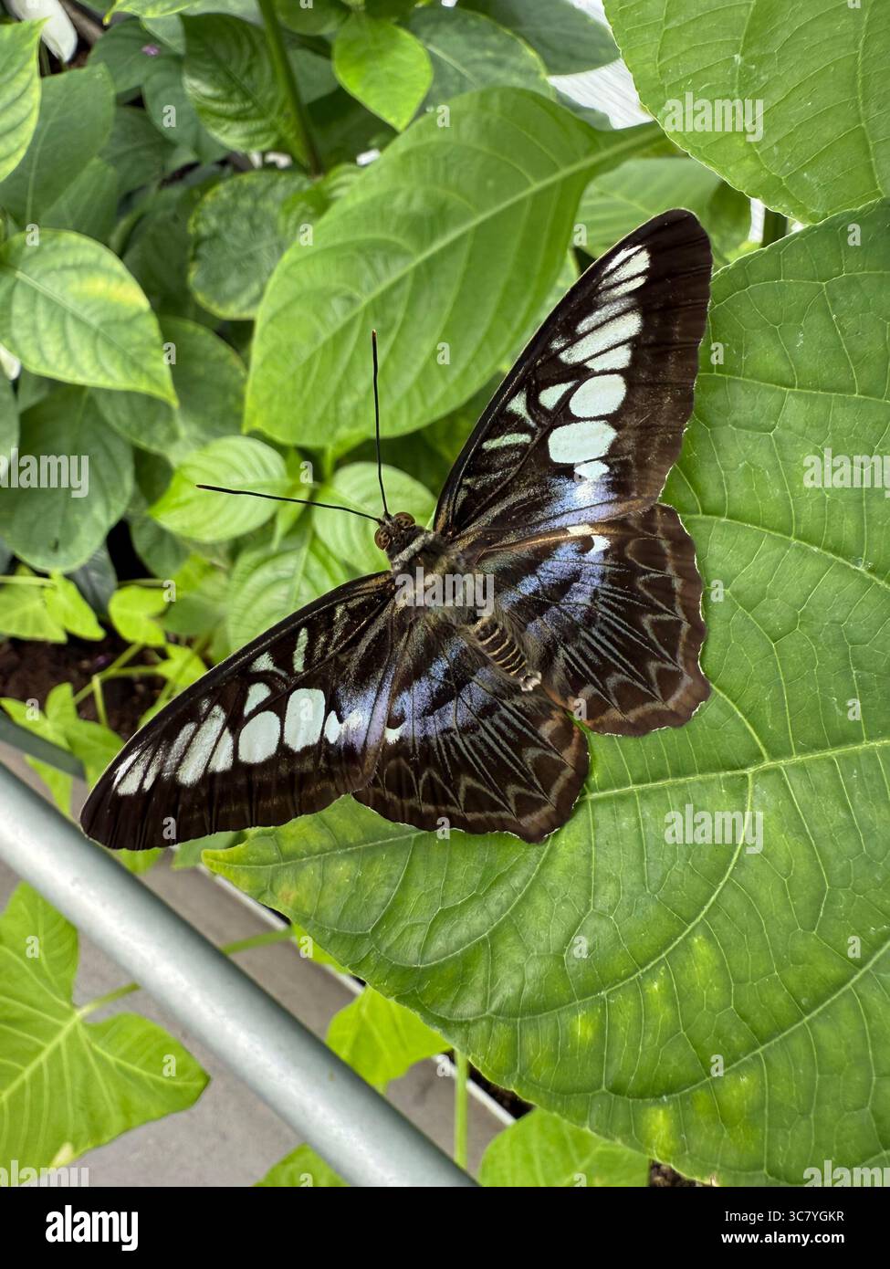 Parthenos sylvia, the clipper butterfly Stock Photo - Alamy