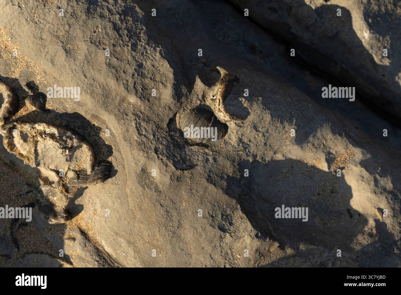 Fossilized shells embedded in rock at Monknash beach, also known as Cwm ...