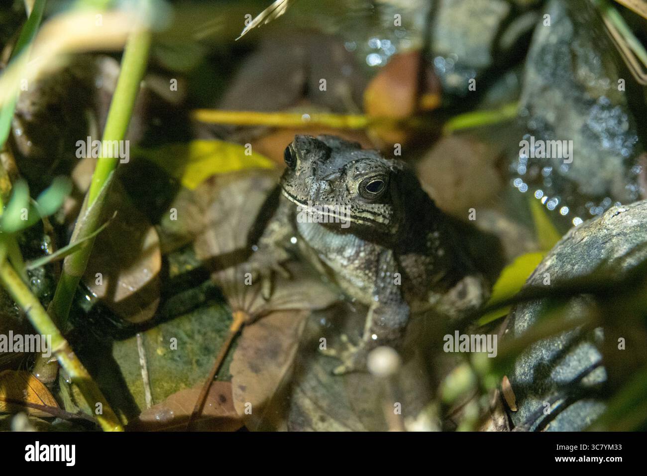 Common Asian Toad (Duttaphrynus melanostictus) 黑眶蟾蜍 Stock Photo - Alamy
