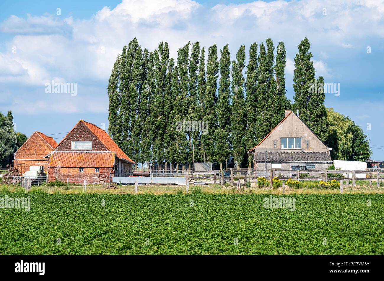 Potato fields at the Flemish countryside in Vijfwegen, Moorslede, West ...