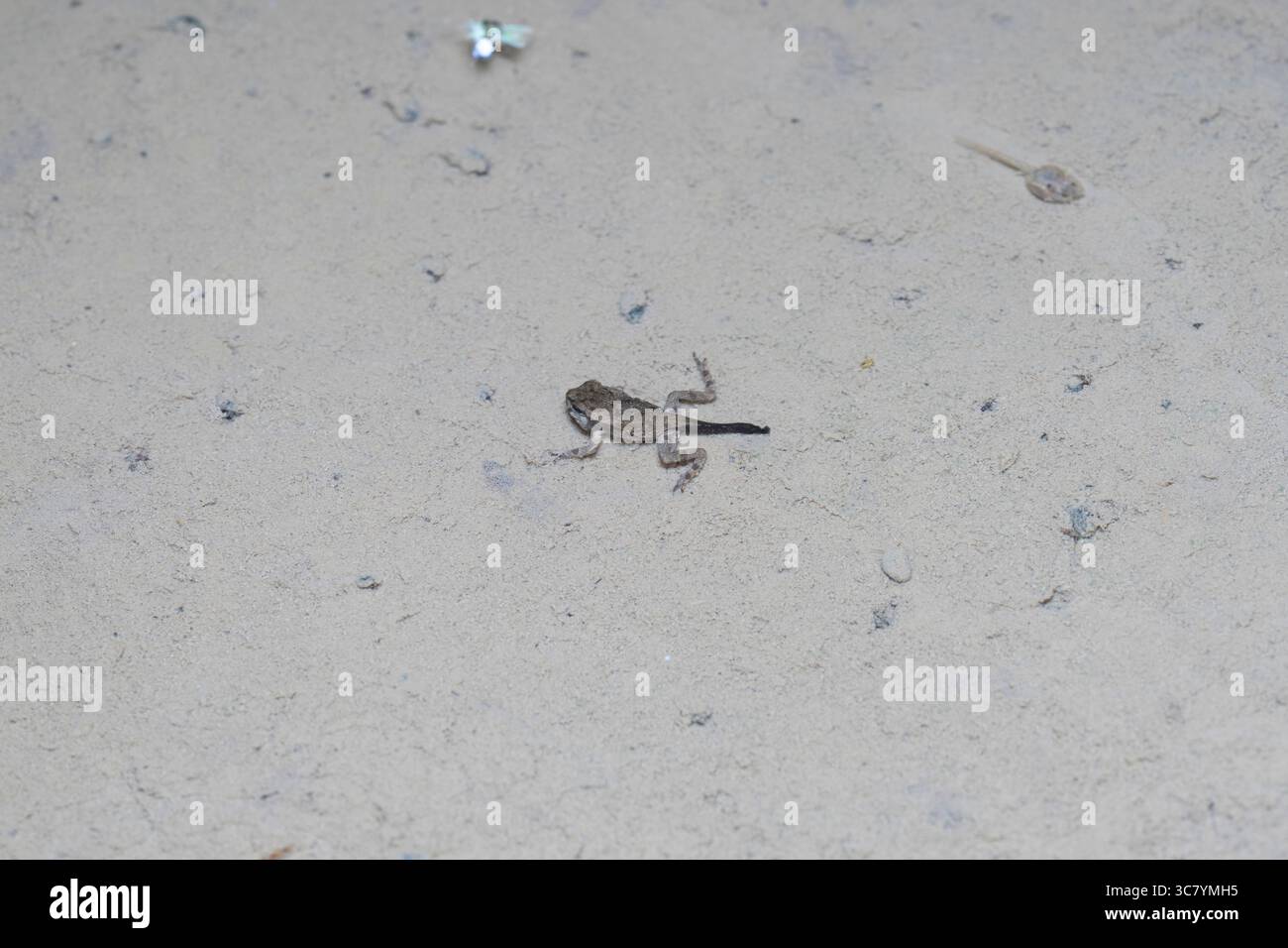 Tadpole common asian toad hi-res stock photography and images - Alamy