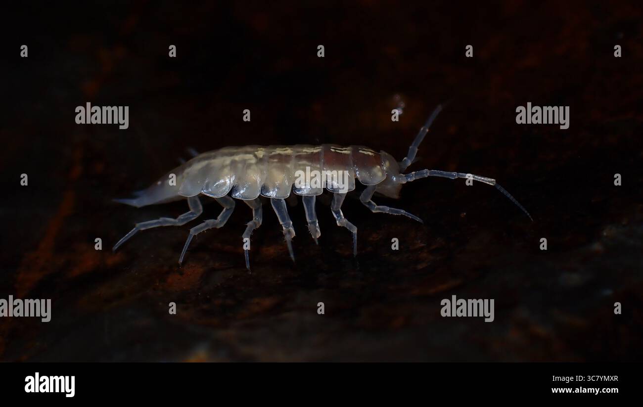 Isopods hi-res stock photography and images - Alamy