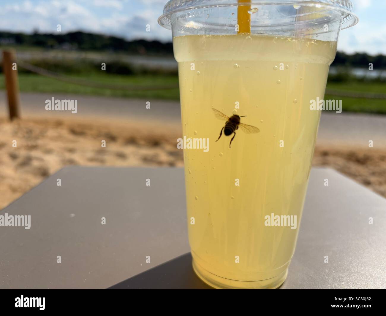 Wasp landing on a plastic cup of lemonade at the beach. Close-up of ...