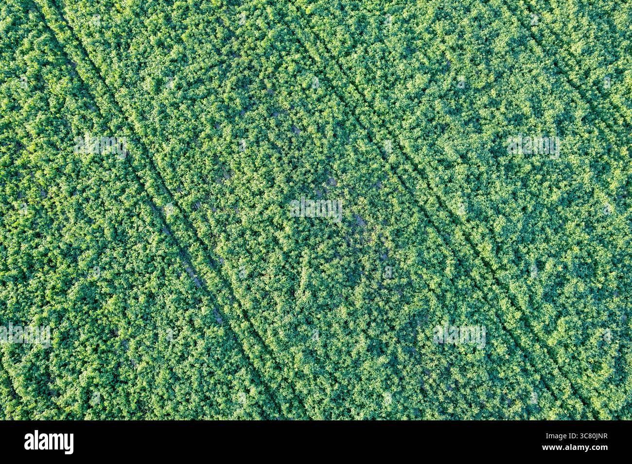 Aerial Top Down View of a Dense Green Crop Field. Concept The vibrant ...