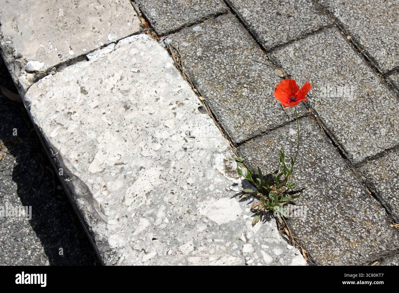 Single red poppy blooms through a crack in the concrete sidewalk ...