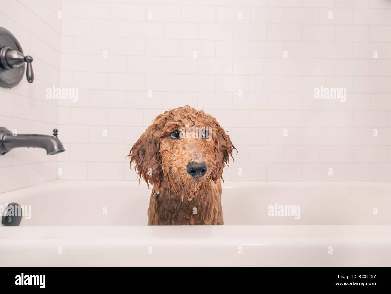 Close-up portrait of a wet miniature goldendoodle (groodle) puppy ...