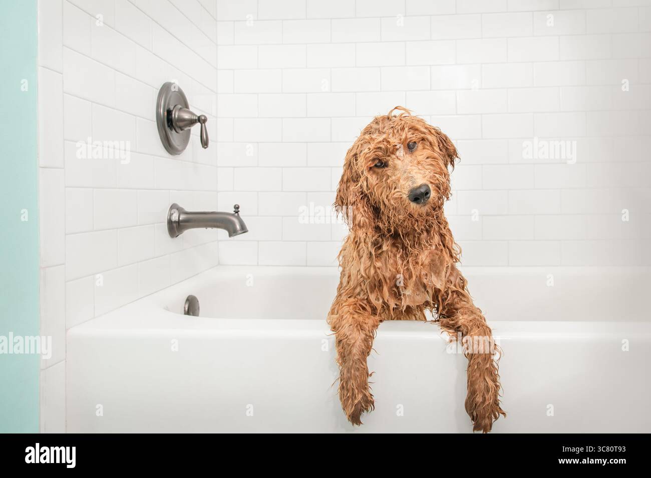 Portrait of a wet miniature goldendoodle (groodle) puppy sitting in a ...
