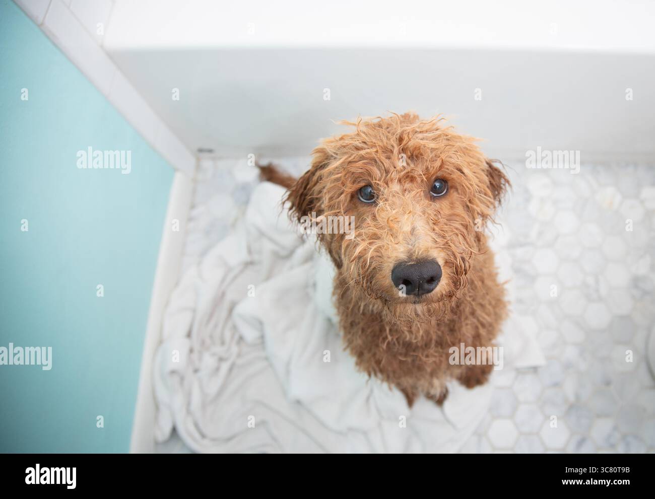 Overhead view of a wet miniature goldendoodle (groodle) puppy sitting ...