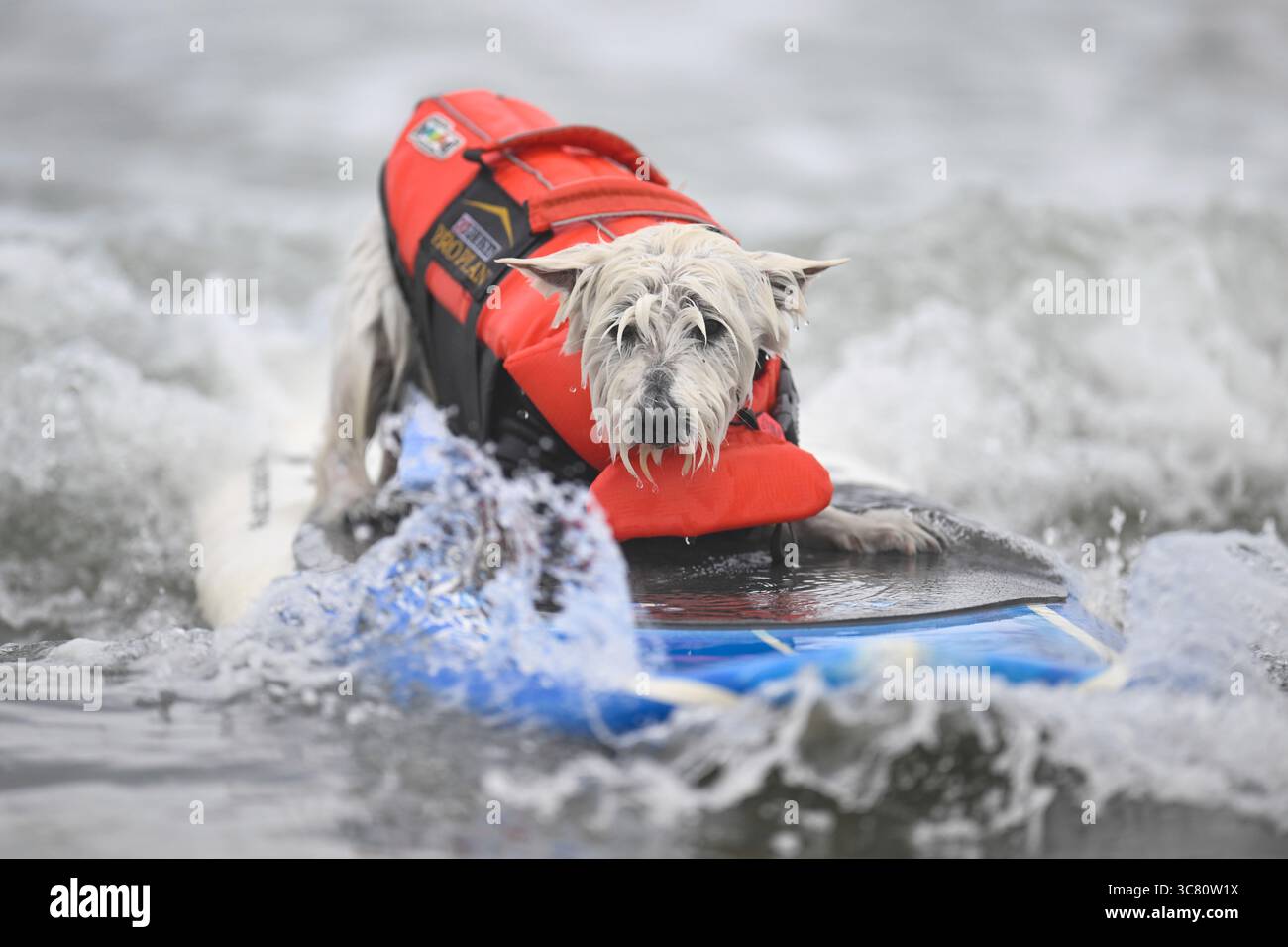 Petey catches a wave during the World Dog Surfing Championships ...