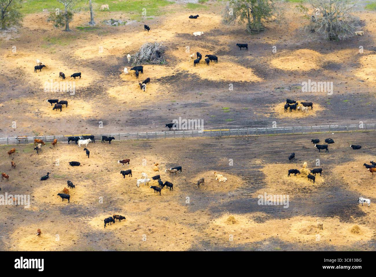 Cattle stockyard with meat cows. Feeding of livestock on farm feedlot ...