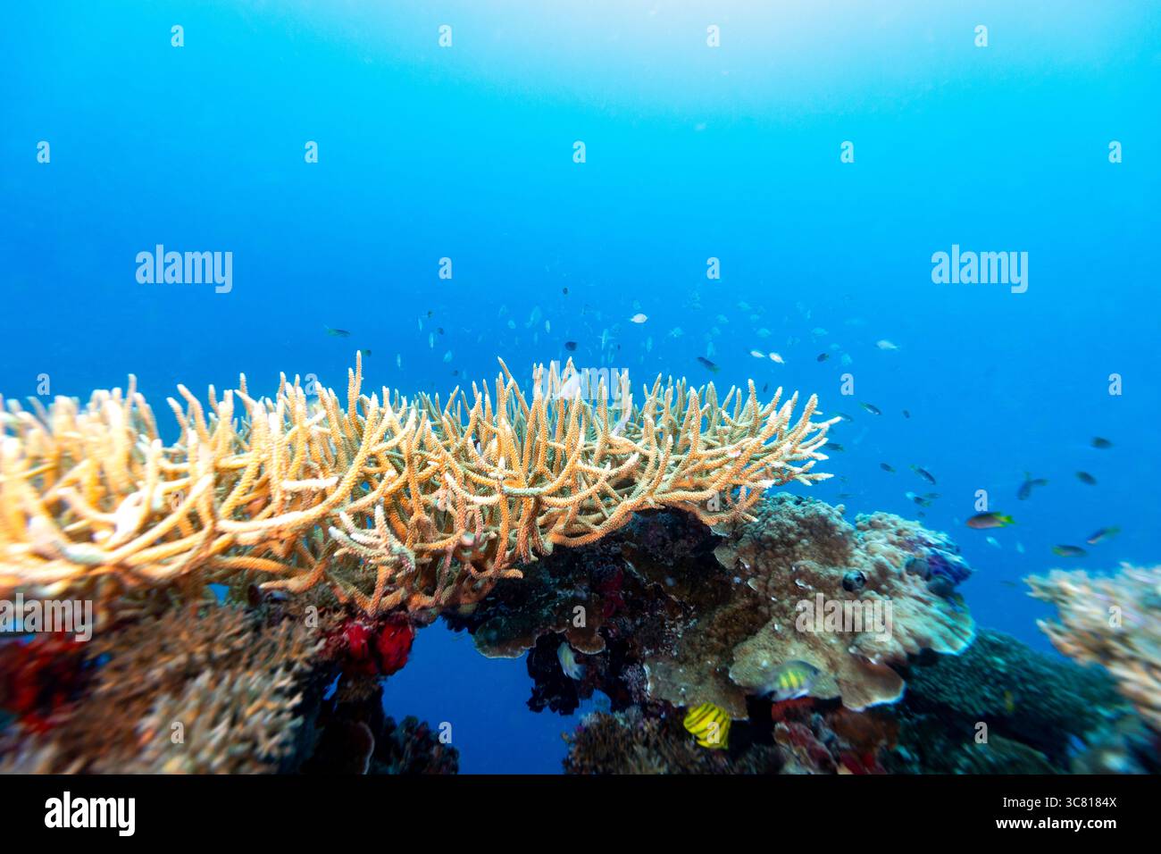 A vibrant underwater scene showcases a thriving coral reef teeming with ...