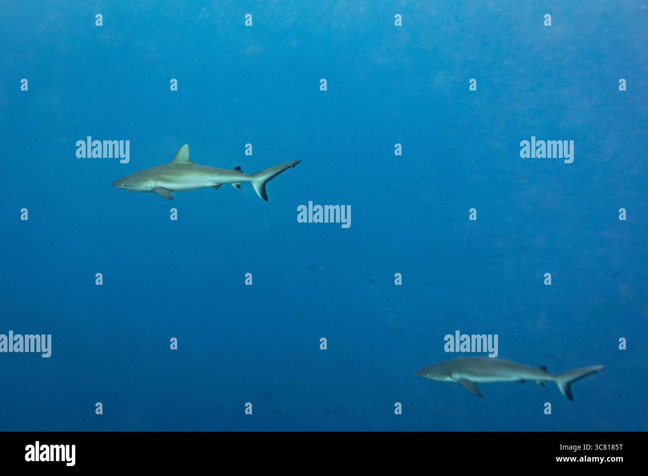 Two sharks swim in the deep blue sea. One shark has been finned and is ...
