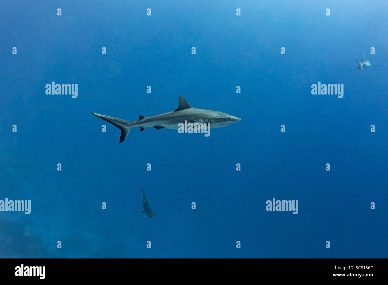 Three sharks swim in the ocean Stock Photo - Alamy