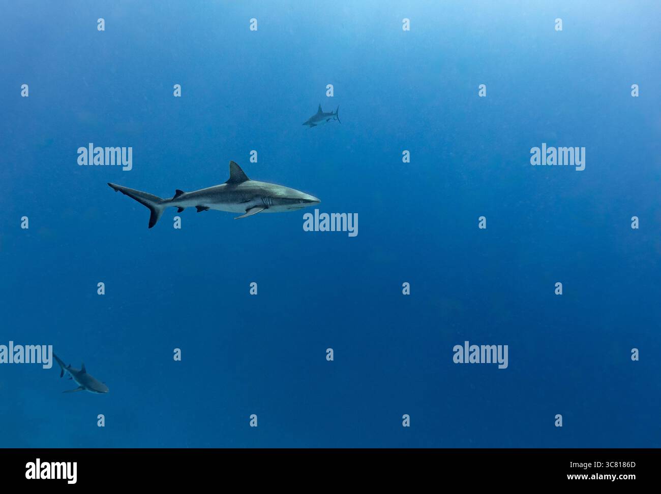 Three sharks swim in the ocean Stock Photo - Alamy