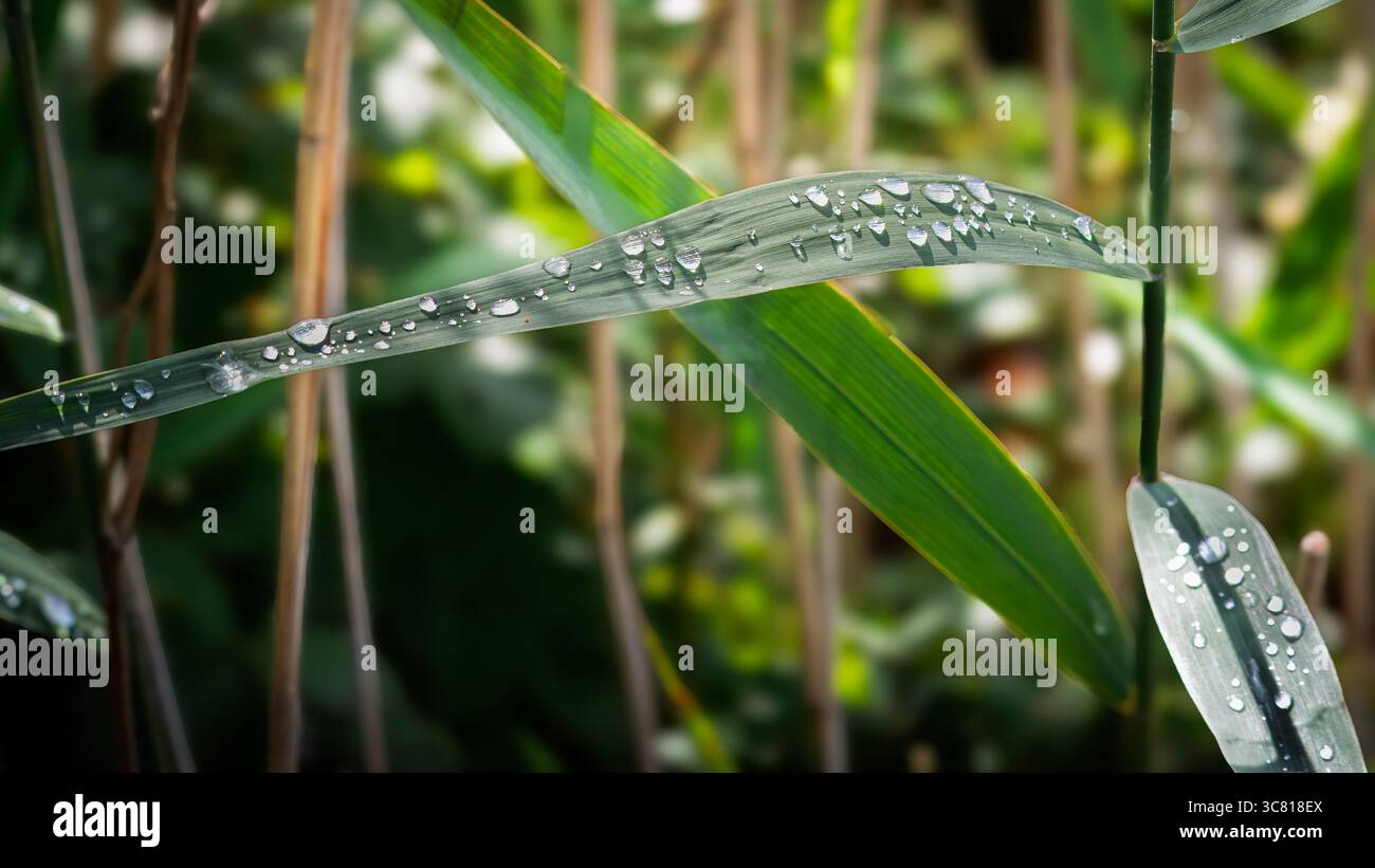 Bamboo after the rain, Hauxley July 2025 Stock Photo - Alamy