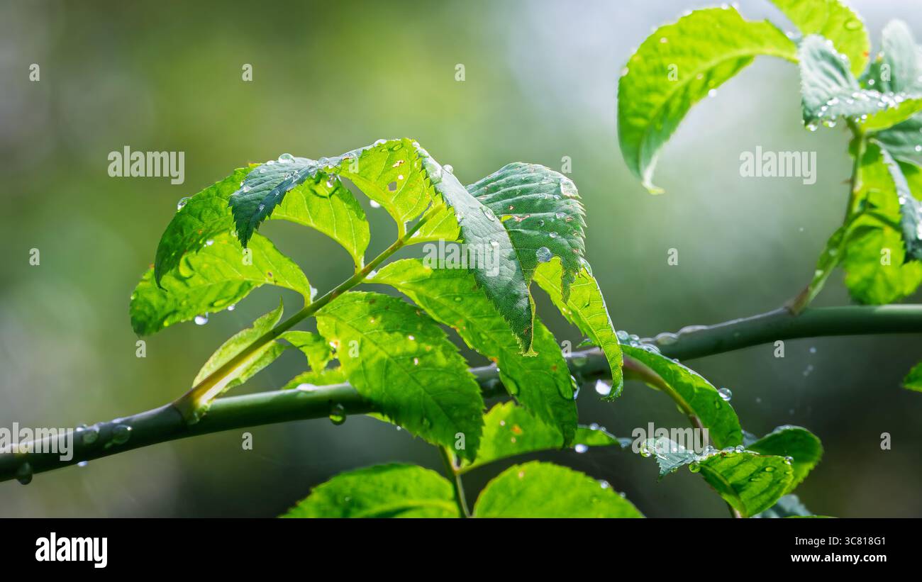 Common Ash (Fraxinus excelsior), after the rain, Hauxley Nature Reserve ...