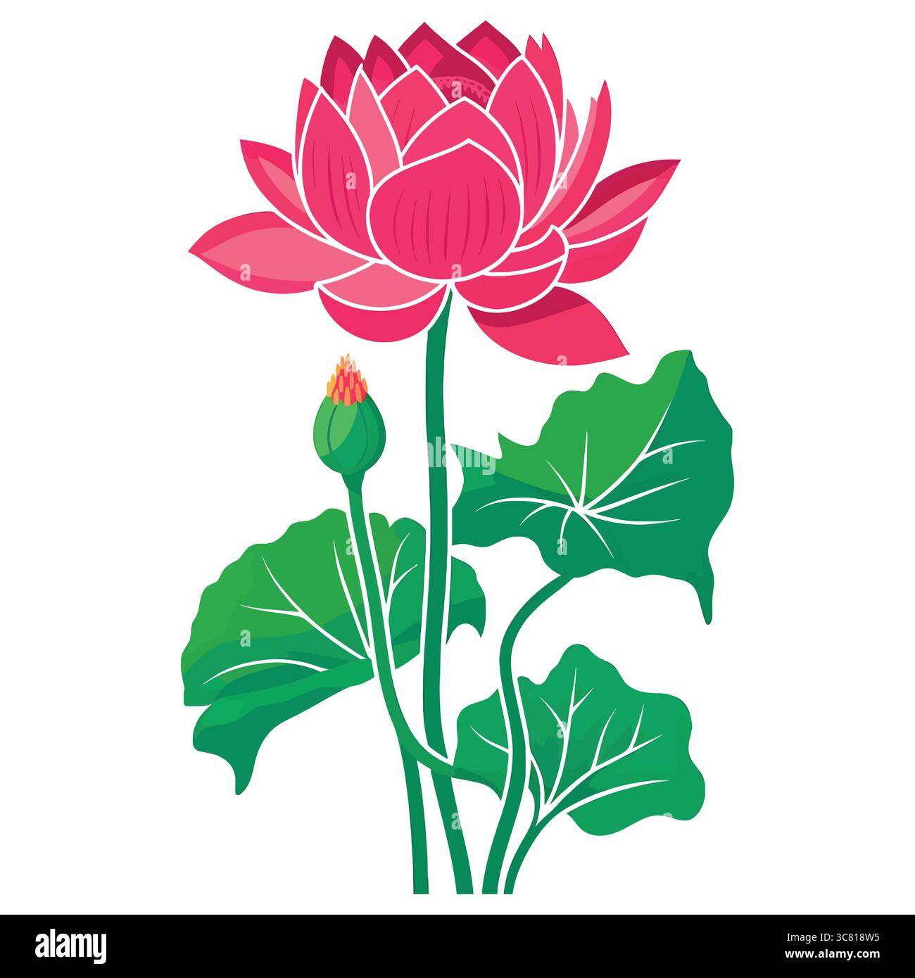 Water lily flower bud Stock Vector Images - Alamy
