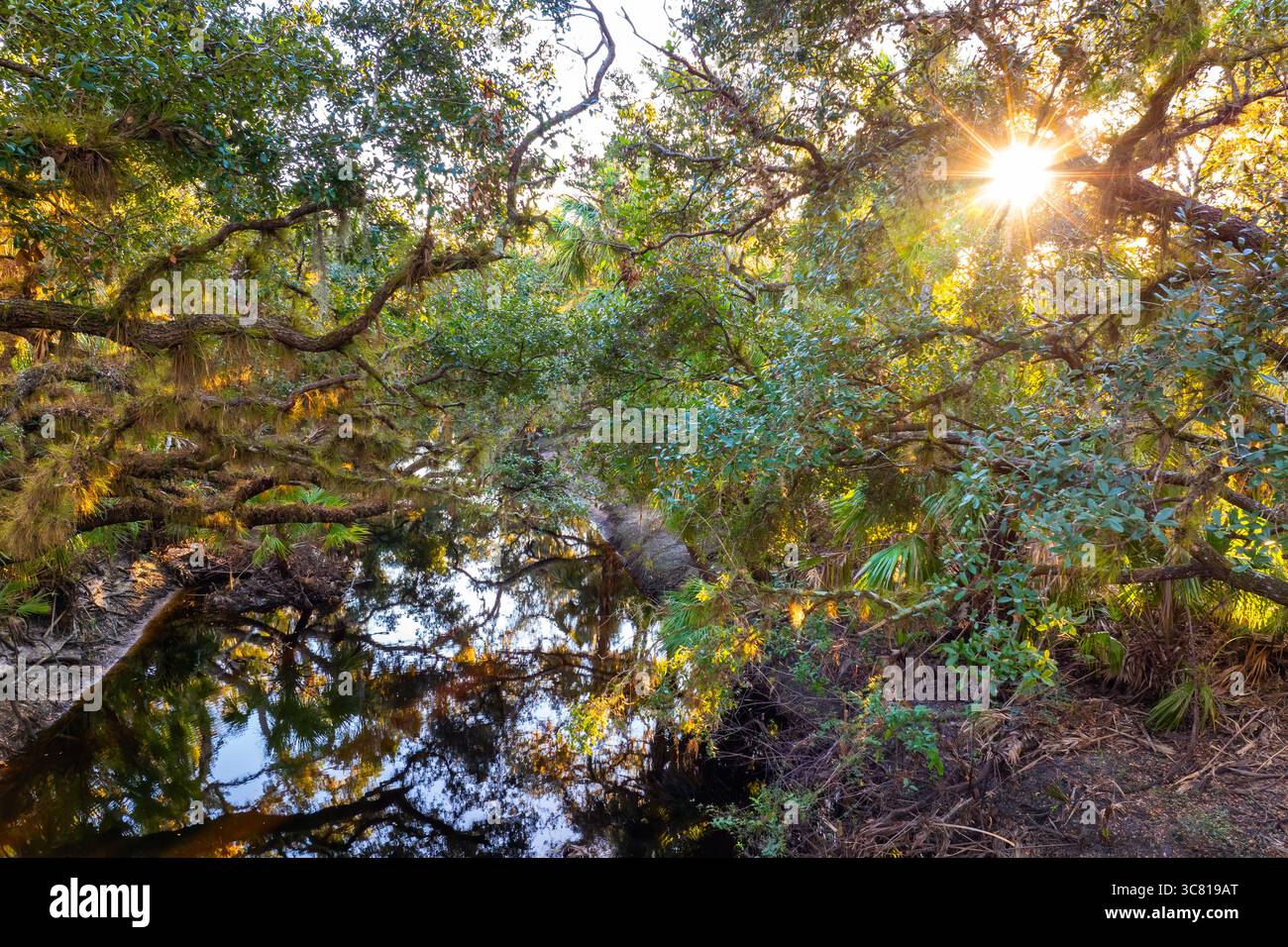 Subtropical jungles wild vegetation with wetland river and green palm ...
