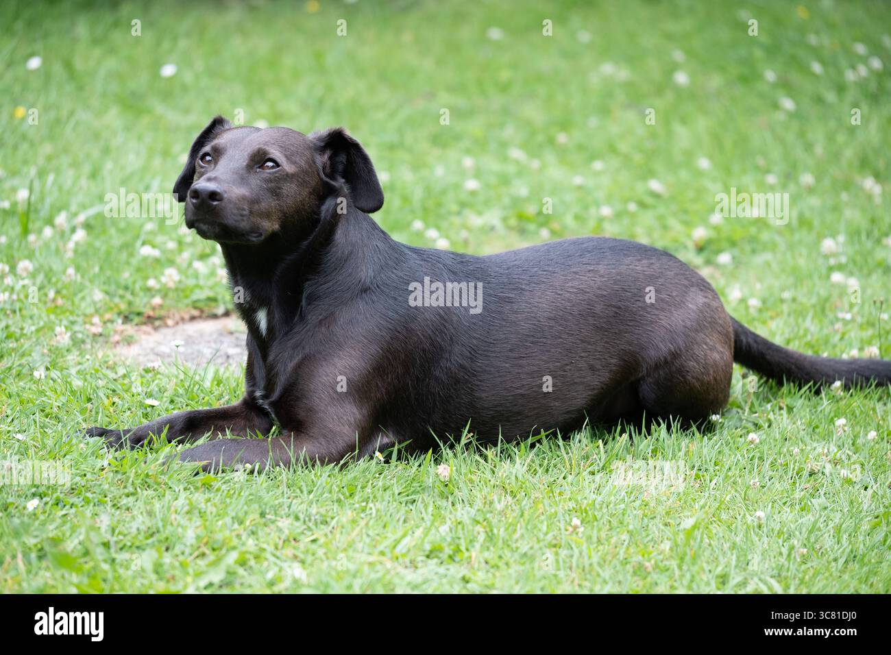 Ein kleiner schwarzer Terrier ruht sich auf einer Wiese aus. In Aachen ...