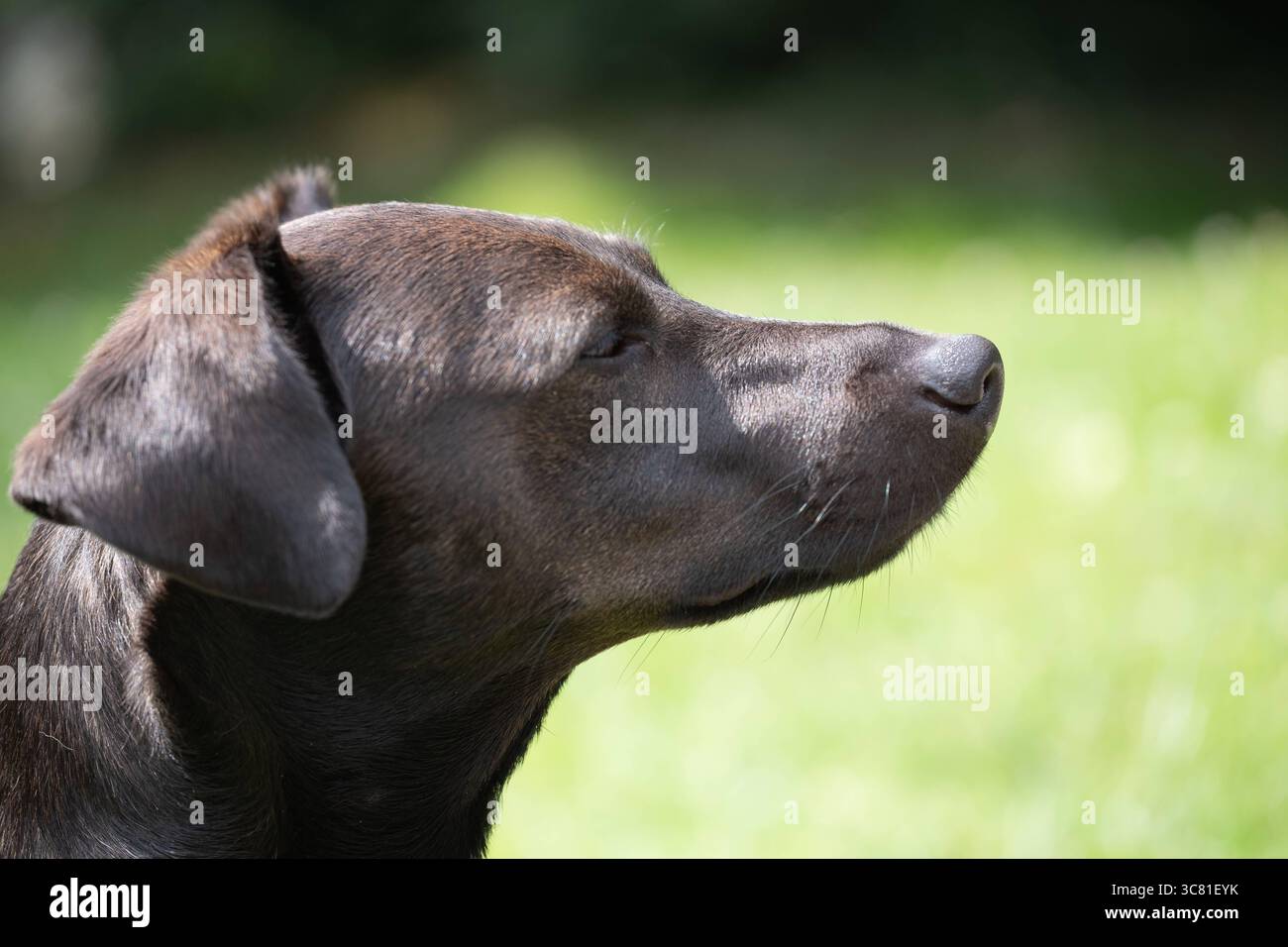 Ein kleiner schwarzer Terrier ruht sich auf einer Wiese aus. In Aachen ...