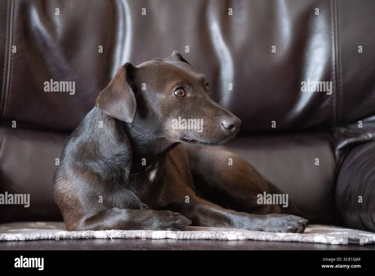 Ein kleiner schwarzer Terrier ruht sich auf einem Sofa aus. In Aachen ...