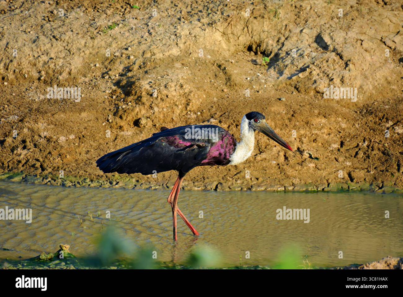 Asien-Wollhalsstorch,Ciconia episcopus,Asian woolly-necked stork Stock ...