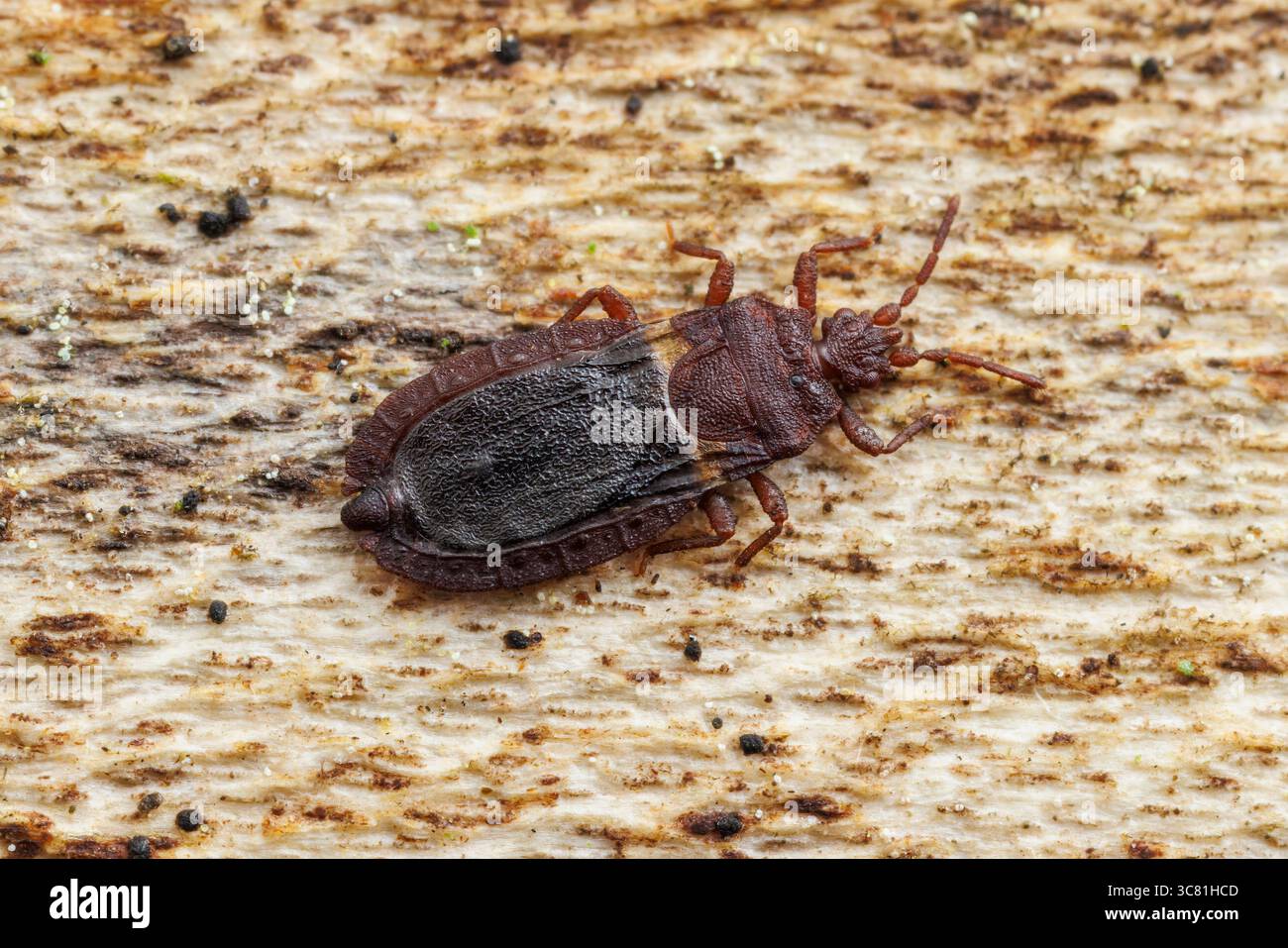 Aneurus inconstans, a member of Flat Bugs (family Aradidae Stock Photo ...