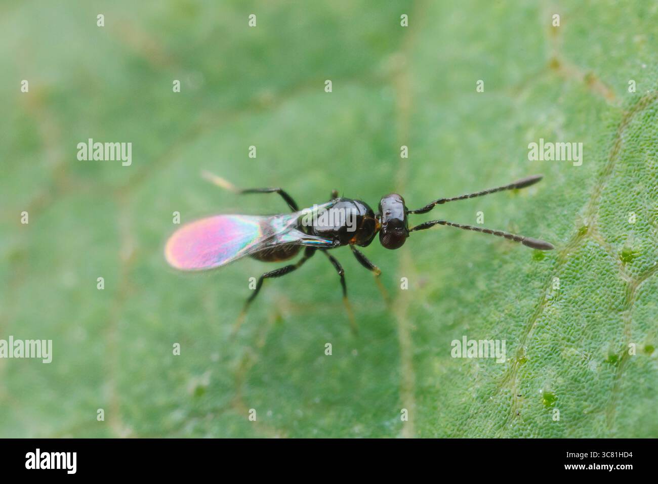 Female Polynema sp. wasp, a member of Fairy Wasps (family Mymaridae ...