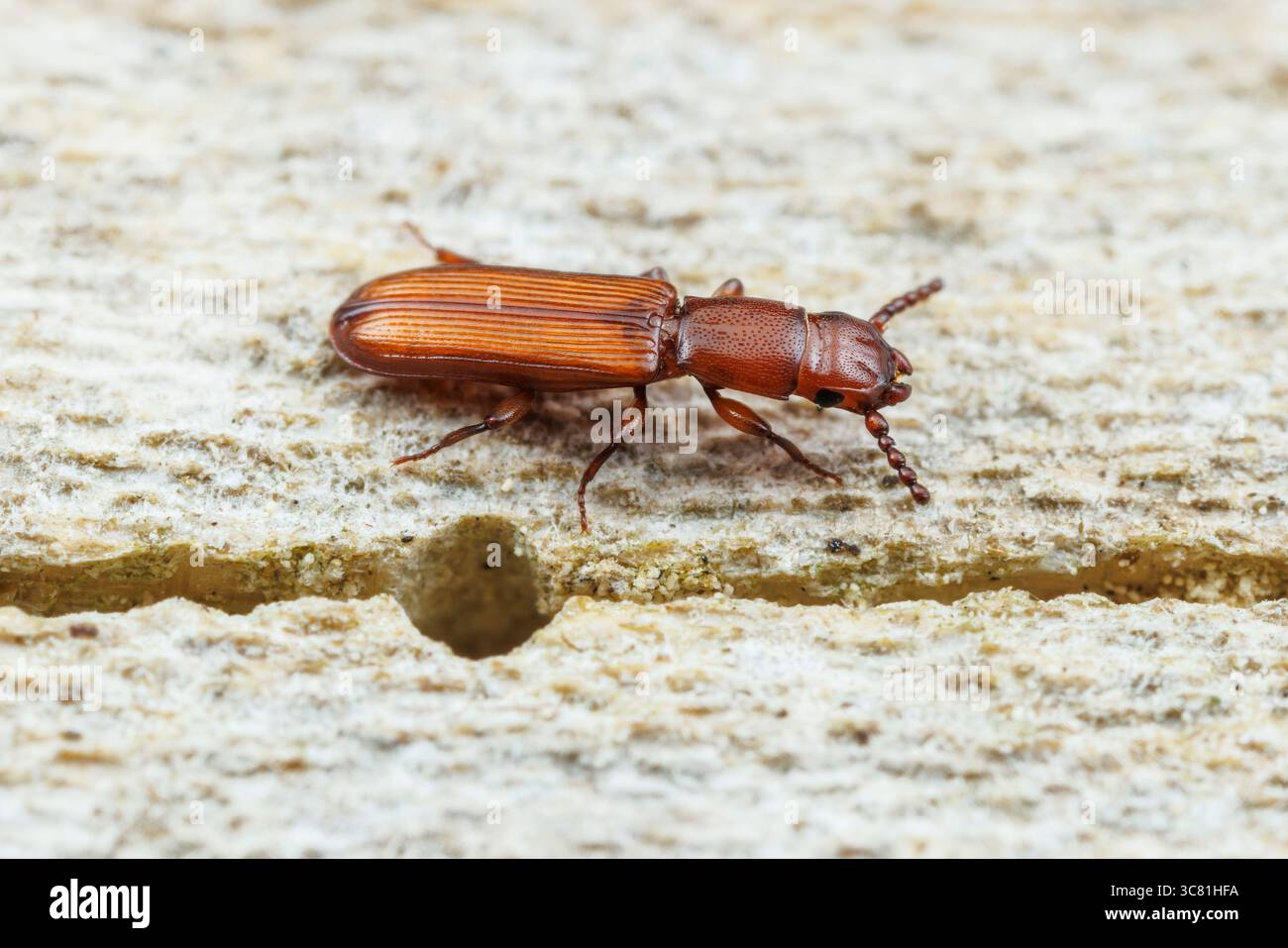 Catogenus rufus, a member of Parasitic Flat Bark Beetles (family ...