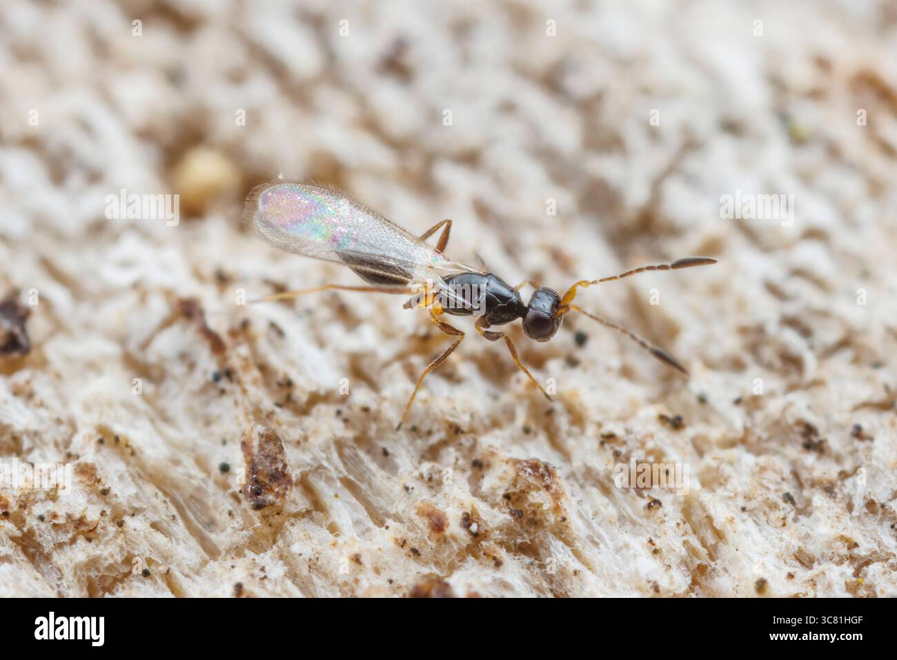 Female Polynema sp. wasp, a member of Fairy Wasps (family Mymaridae ...