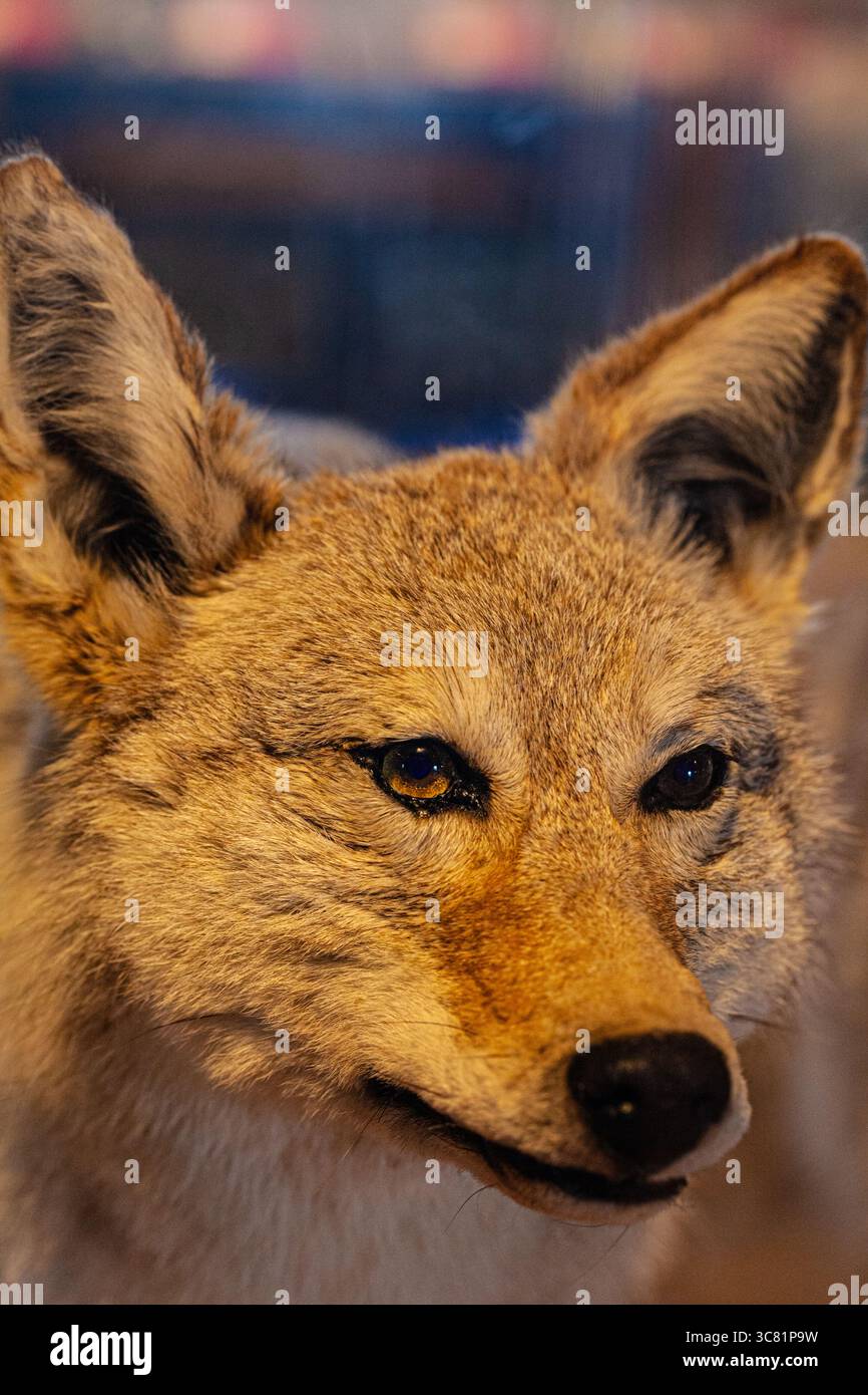 Coyote in british columbia hi-res stock photography and images - Alamy