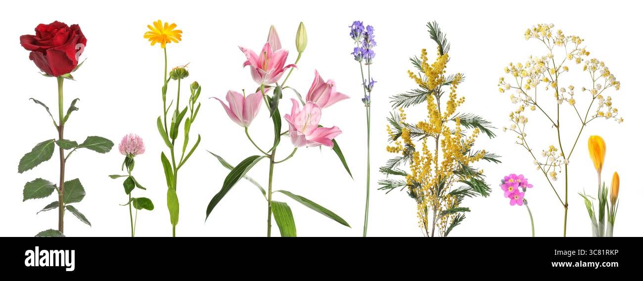 Different beautiful flowers isolated on white, set Stock Photo - Alamy